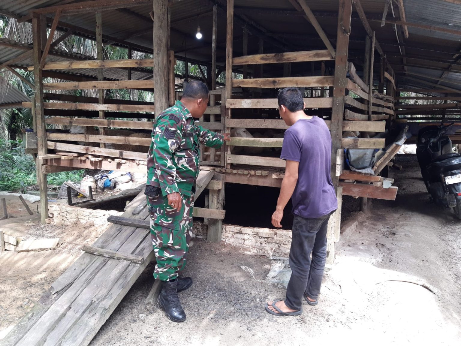 Wujud Peduli Kesehatan Hewan Ternak, Koramil Mandau Giat Pemantauan ...